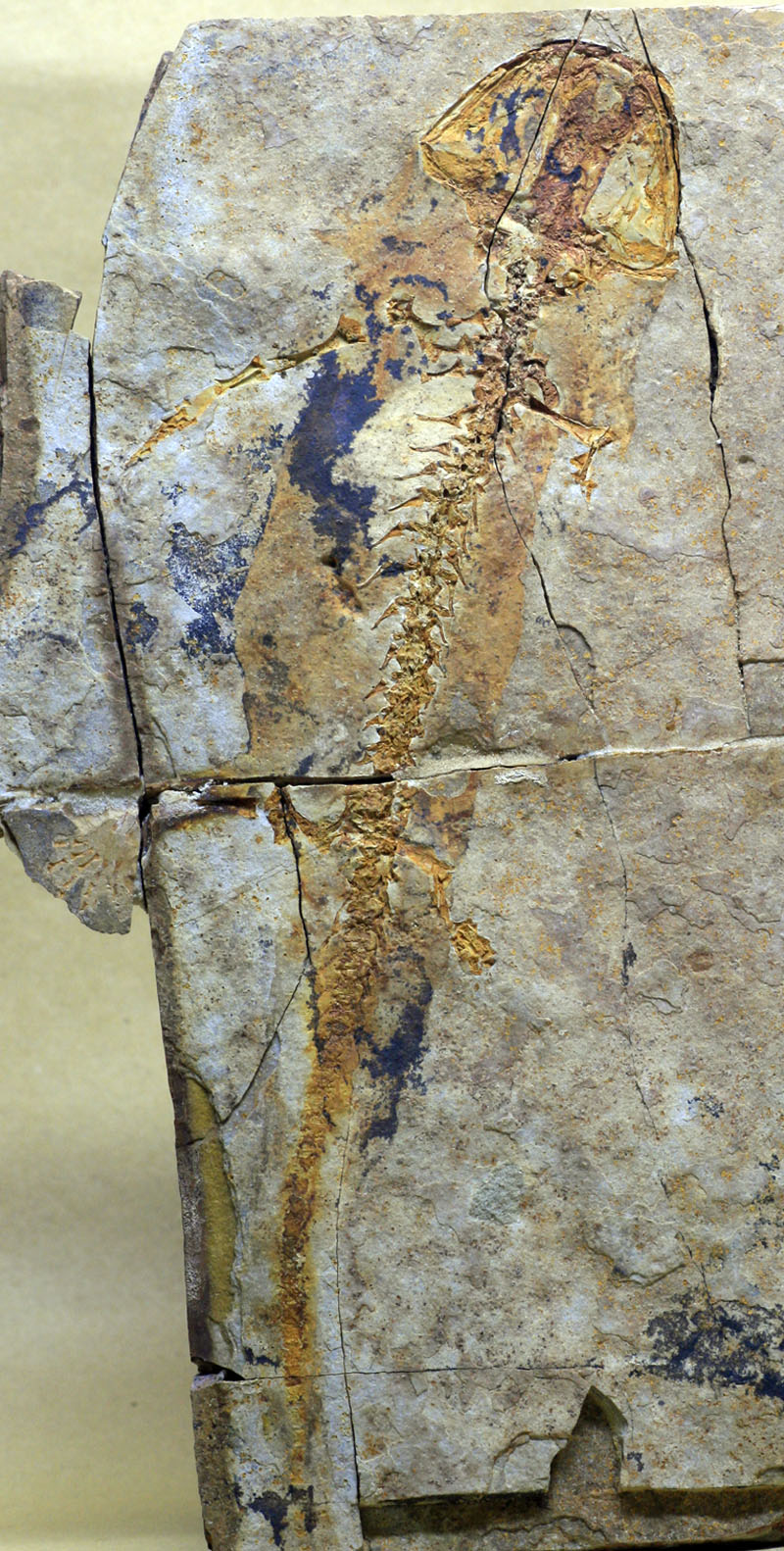 My Collection - Member Collections - The Fossil Forum