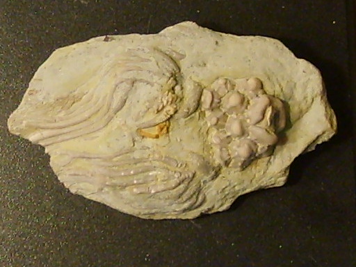 Favorite Crinoids In Your Collection! - Member Collections - The Fossil ...