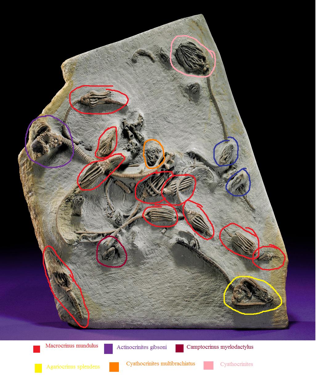 Favorite Crinoids In Your Collection! - Member Collections - The Fossil ...