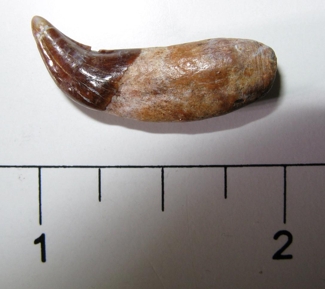 Nc Mammal Tooth - Fossil ID - The Fossil Forum