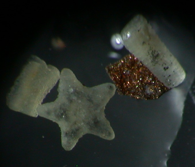 Arkona Devonian Star Shaped Fossil Object 1Mm: - Fossil ID - The Fossil ...
