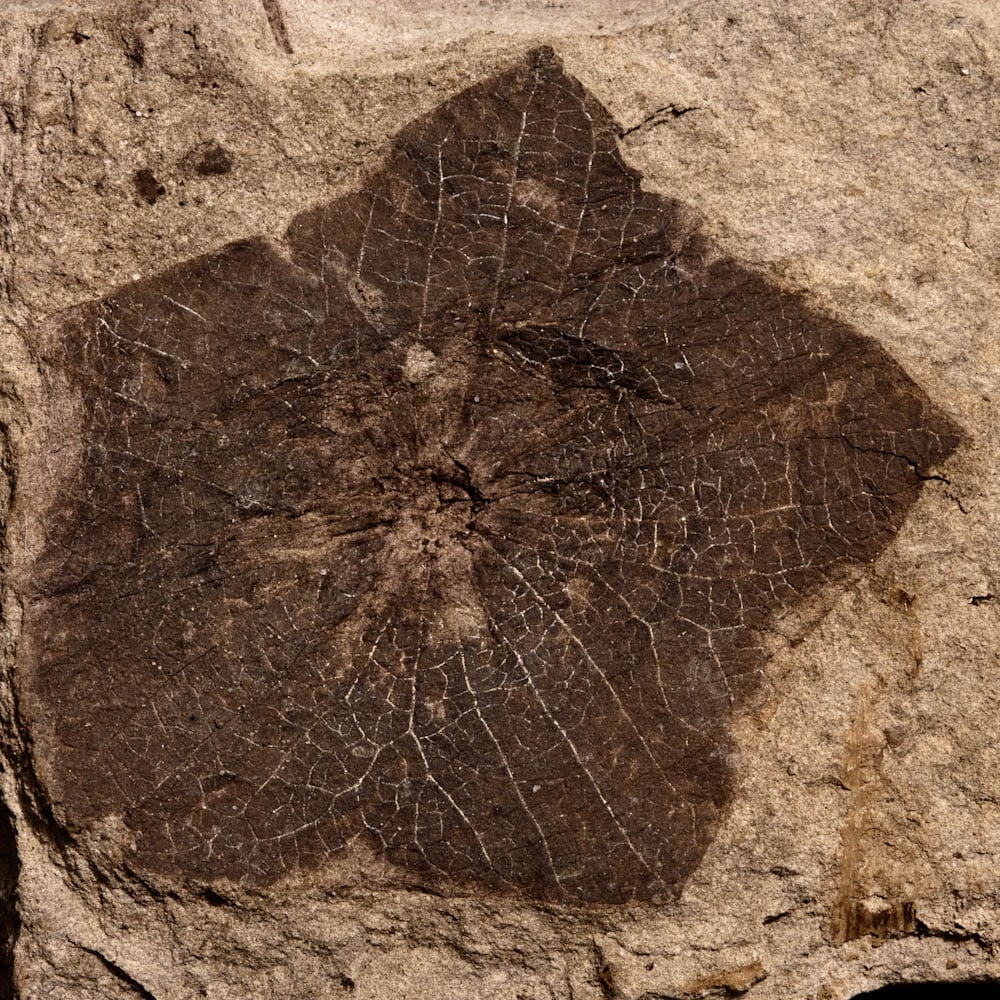 Show Us Your Fossil Flowers! - General Fossil Discussion - The Fossil Forum