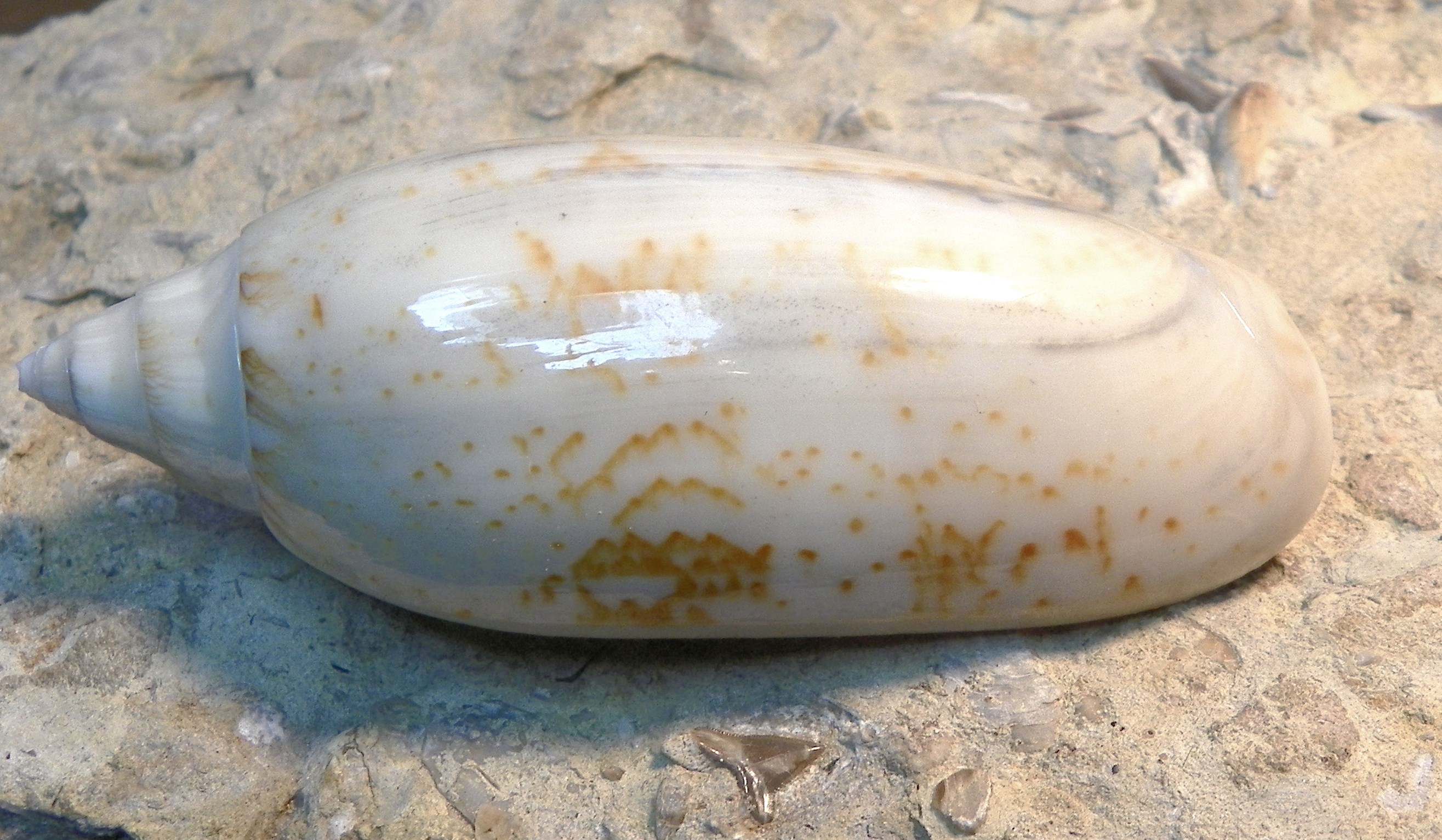 Please Name This Fossil Olive Shell - Fossil ID - The Fossil Forum