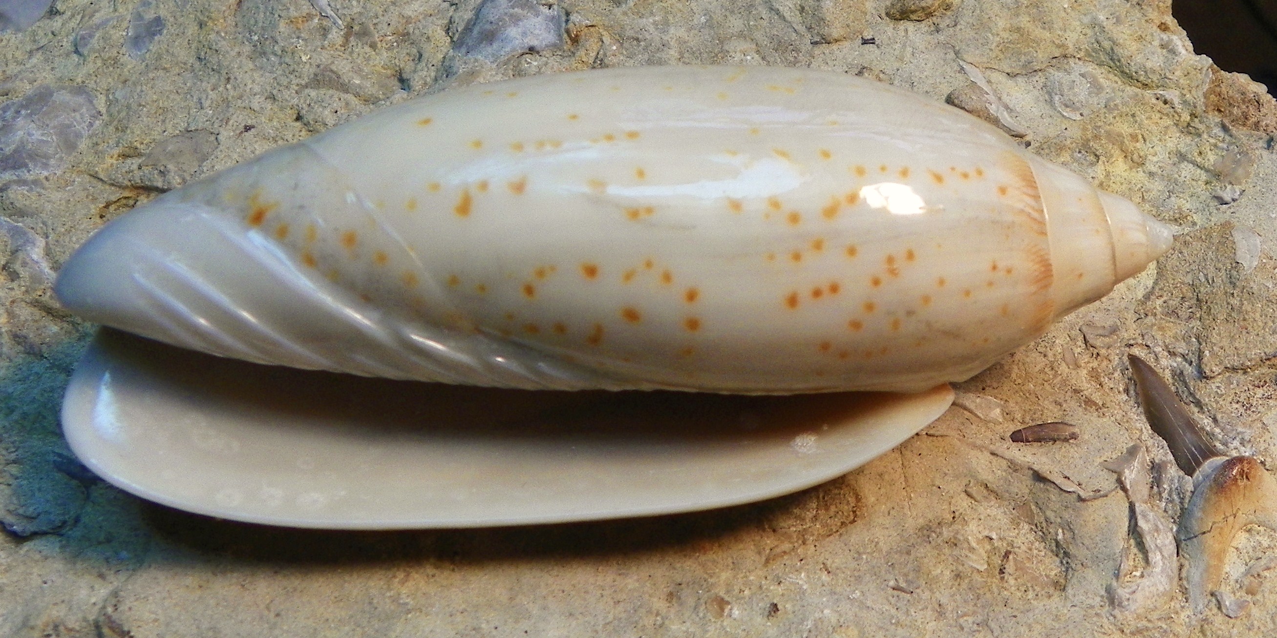 Please Name This Fossil Olive Shell - Fossil ID - The Fossil Forum