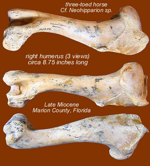 Leg Bone - Fossil ID - The Fossil Forum
