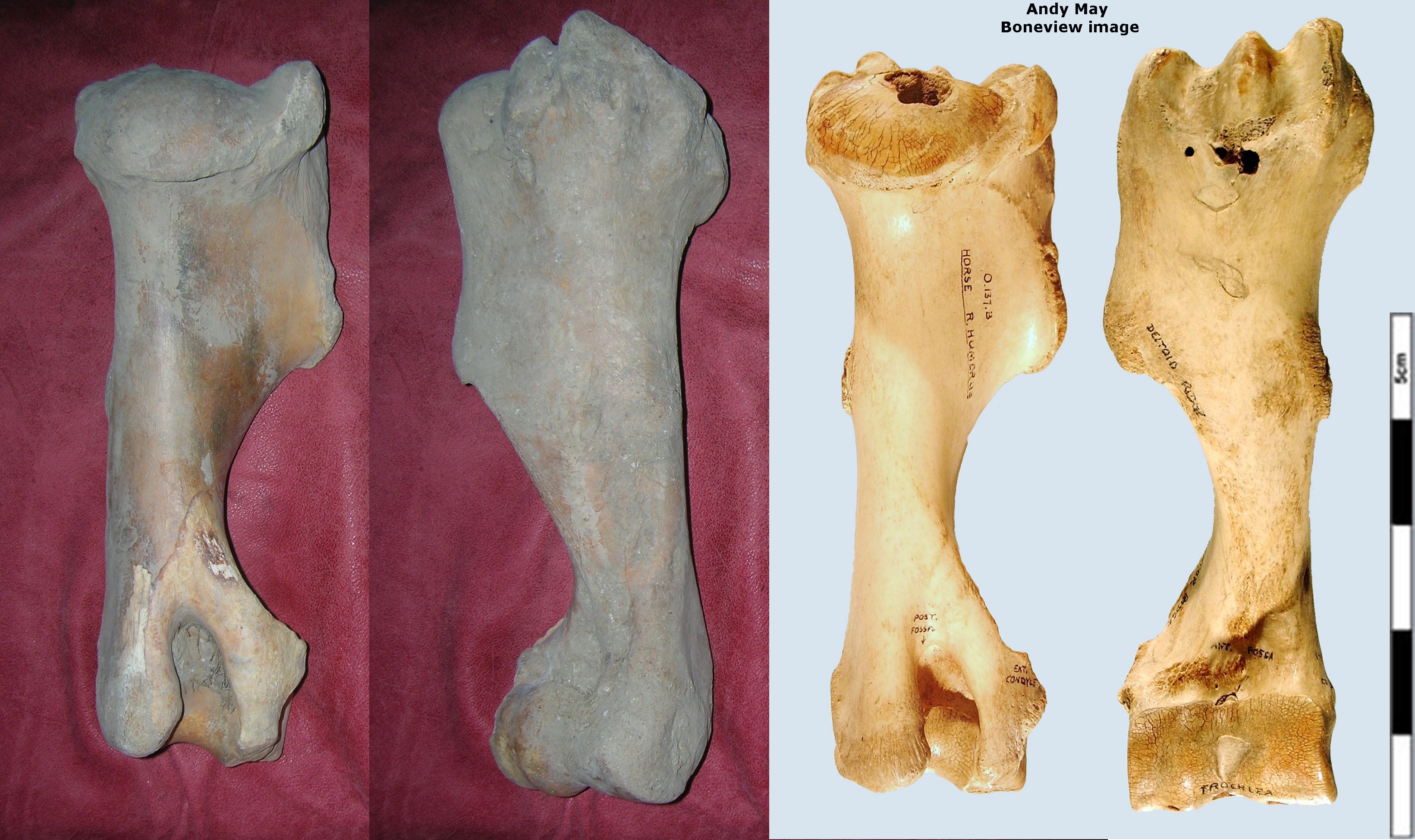 Leg Bone - Fossil ID - The Fossil Forum
