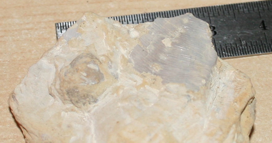 Ordovician Conulariid - Fossil ID - The Fossil Forum