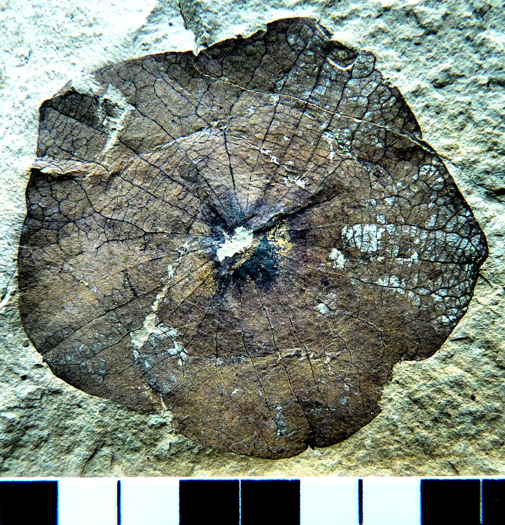 Show Us Your Fossil Flowers! - General Fossil Discussion - The Fossil Forum