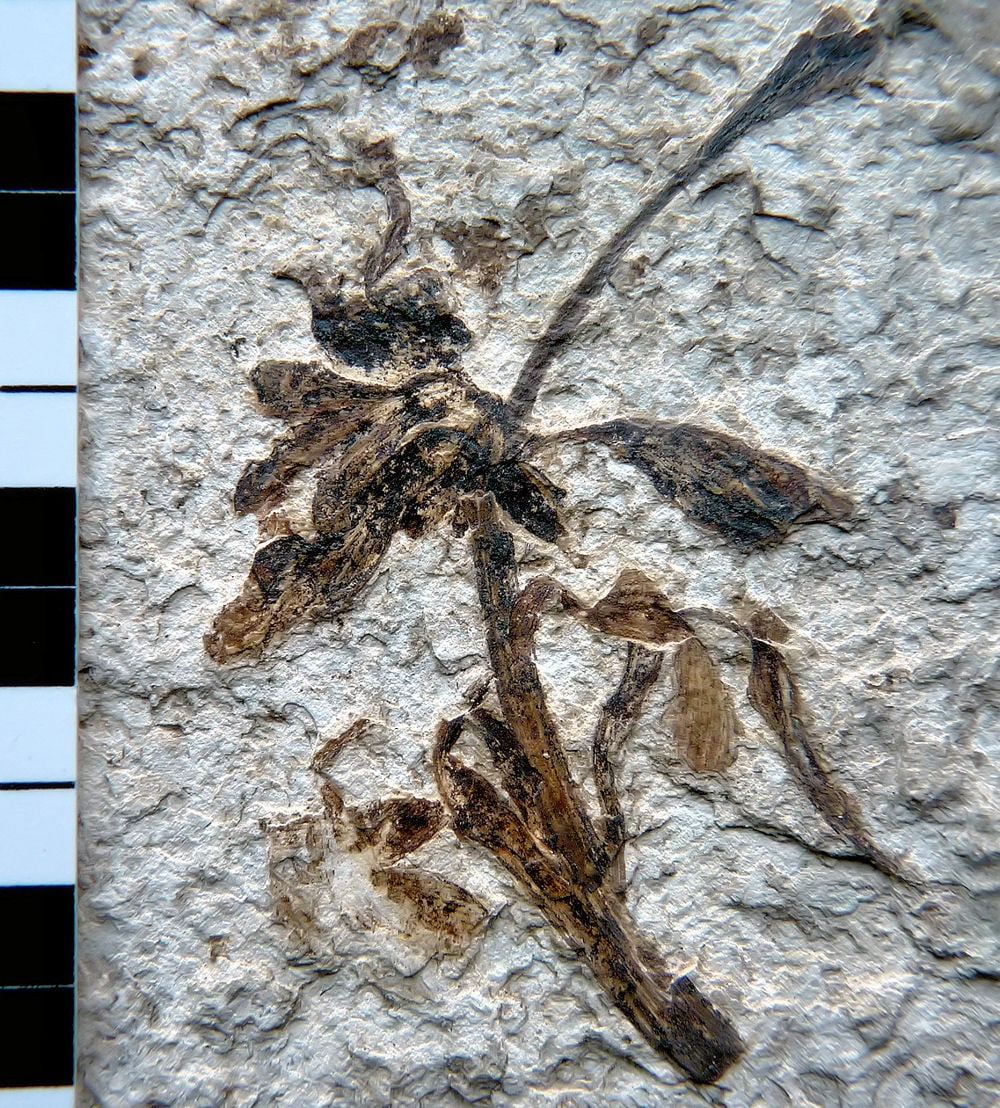 Show Us Your Fossil Flowers! - General Fossil Discussion - The Fossil Forum