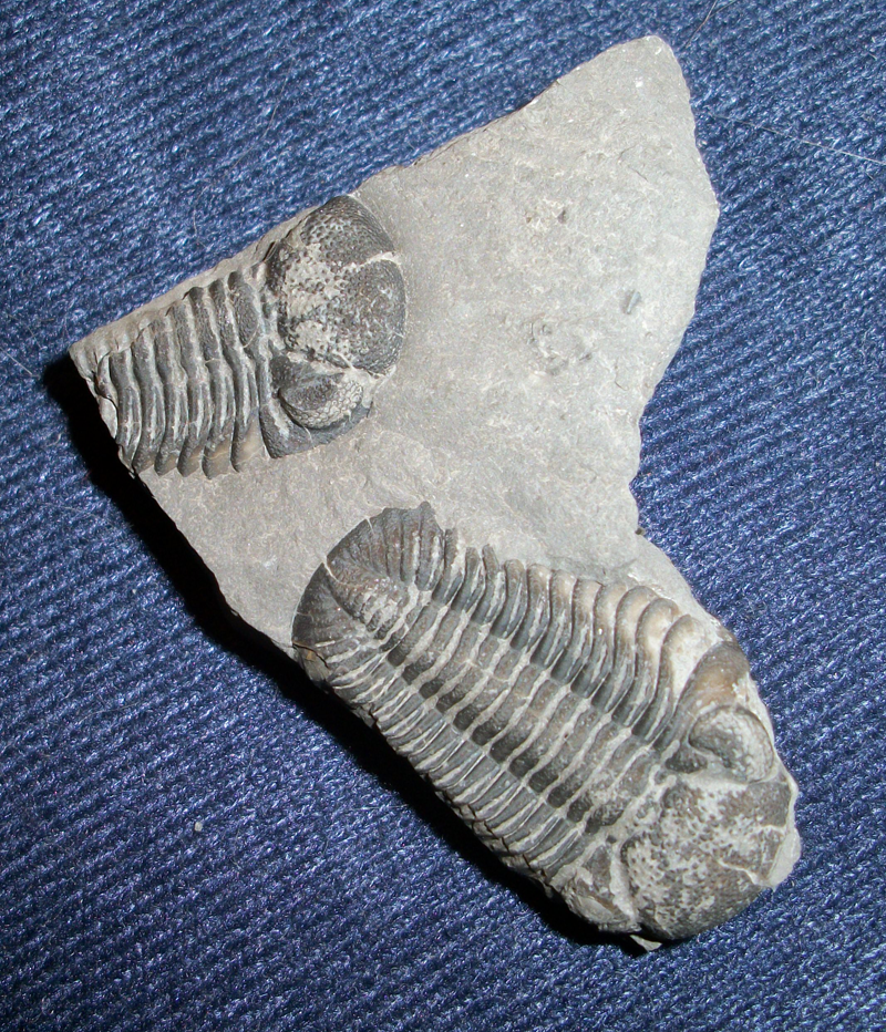 Magnetic Nodule And Other Recent Finds - Fossil ID - The Fossil Forum