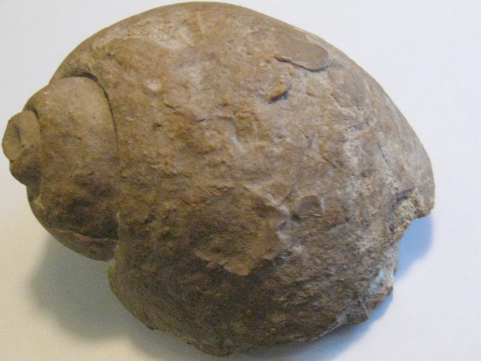 Gastropod - Fossil ID - The Fossil Forum