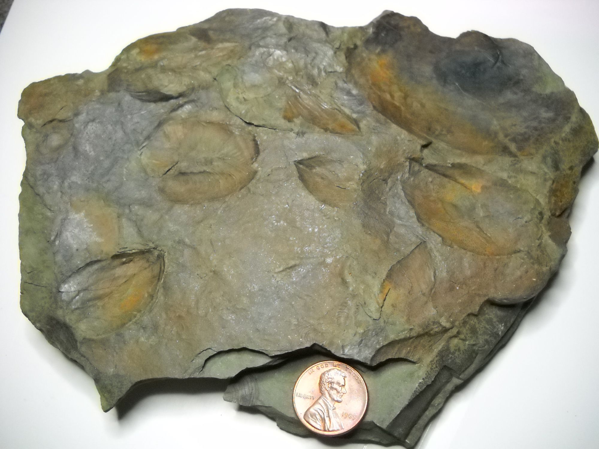 Clams? - Fossil ID - The Fossil Forum