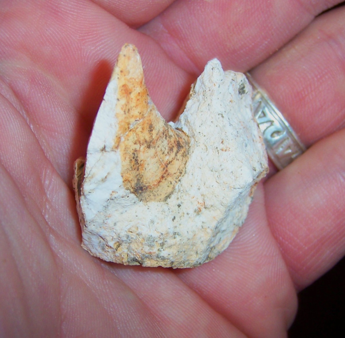 Ordovician Conulariid - Fossil ID - The Fossil Forum