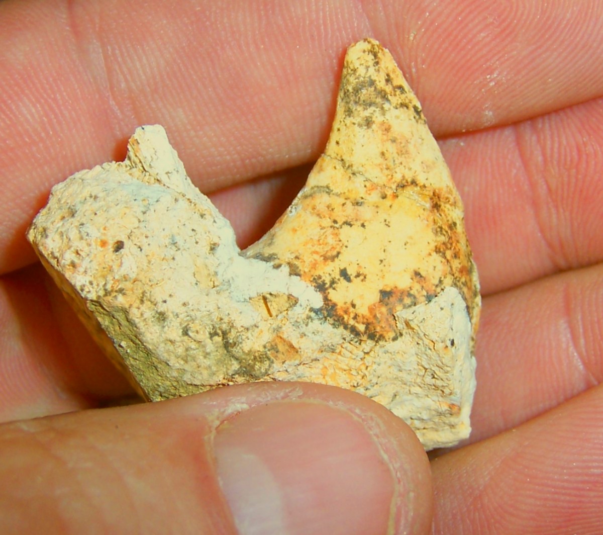 Ordovician Conulariid - Fossil ID - The Fossil Forum