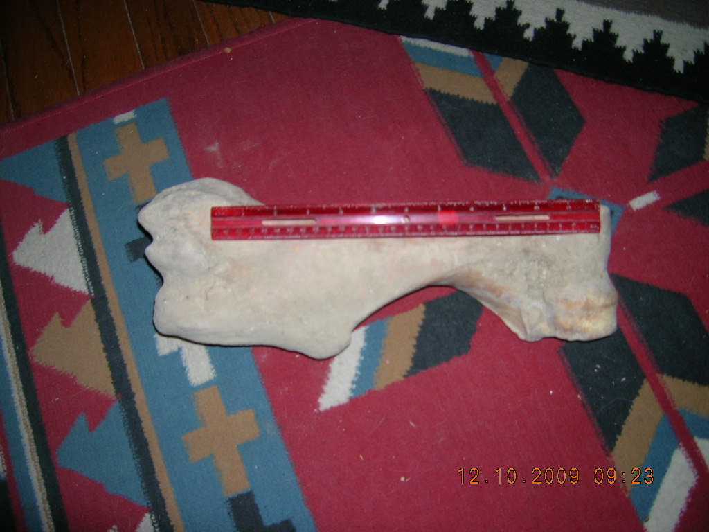 Leg Bone - Fossil ID - The Fossil Forum