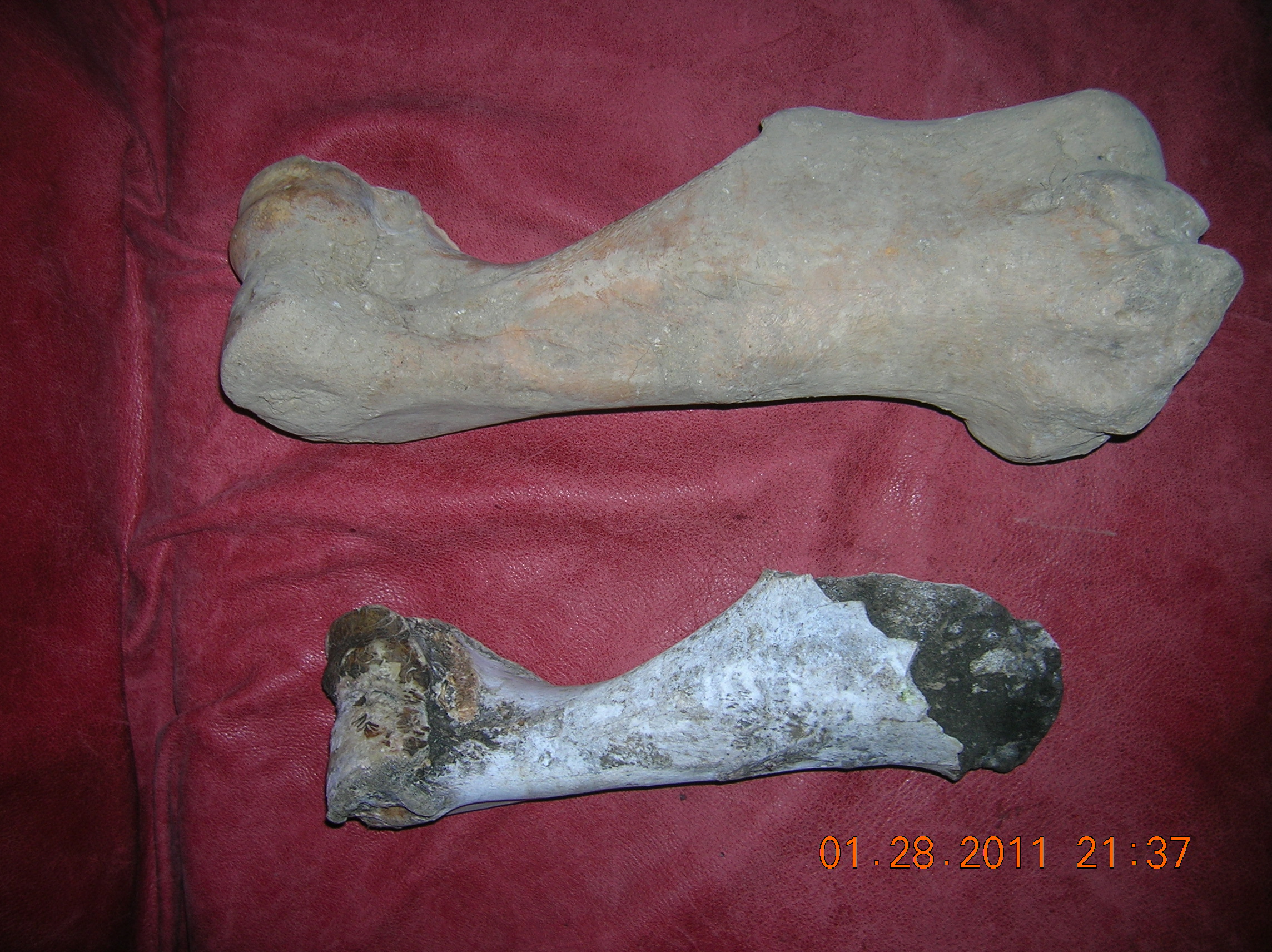 Leg Bone - Fossil ID - The Fossil Forum