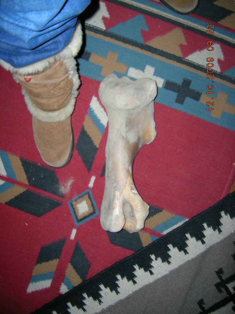 Leg Bone - Fossil ID - The Fossil Forum