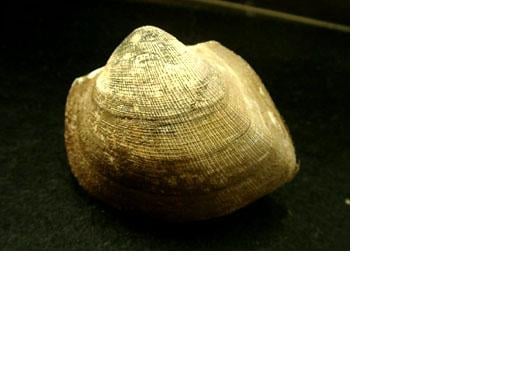 Cretaceous Finds - Fossil ID - The Fossil Forum