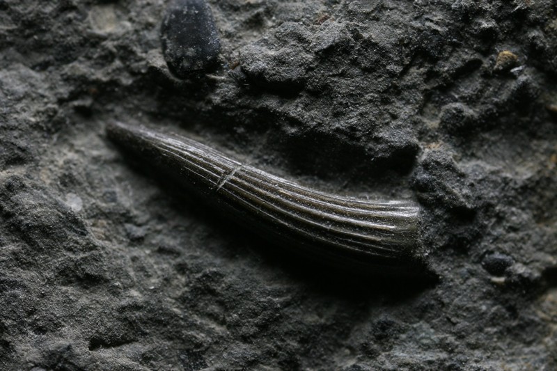 Some Triassic Germany Finds - Fossil Hunting Trips - The Fossil Forum