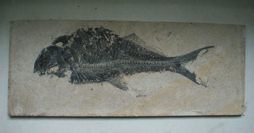 Large Fossil Fish From Us - Fossil ID - The Fossil Forum