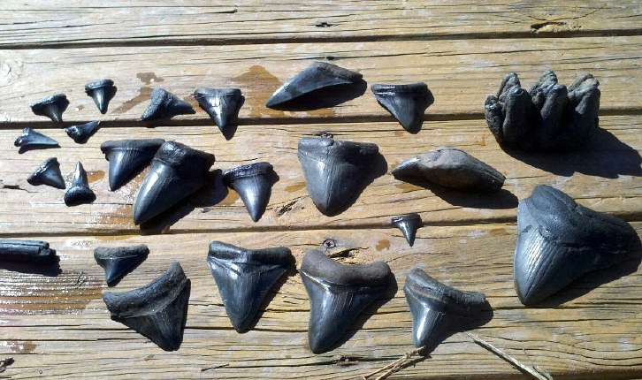 Megalodon Tooth With Two Tips And A Nice Mastodon (Gomphotherium ...