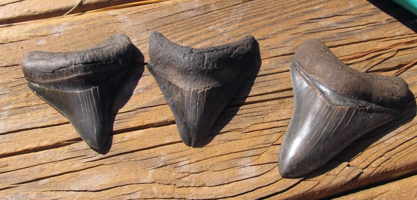 Megalodon Tooth With Two Tips And A Nice Mastodon (Gomphotherium ...