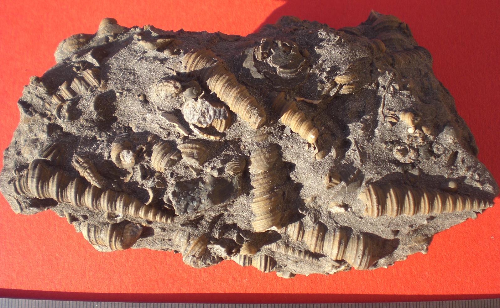 Miocene Of Weitendorf Austria,black Mortality Plates - Member ...