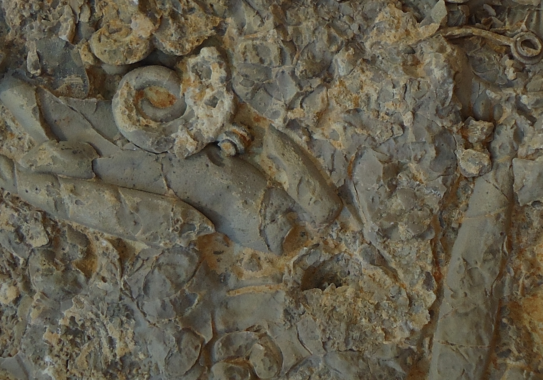 Another ? - Fossil ID - The Fossil Forum