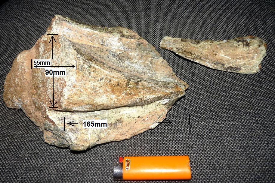 Large Tooth From Western Australia's Pilbara Region ? - Fossil ID - The ...