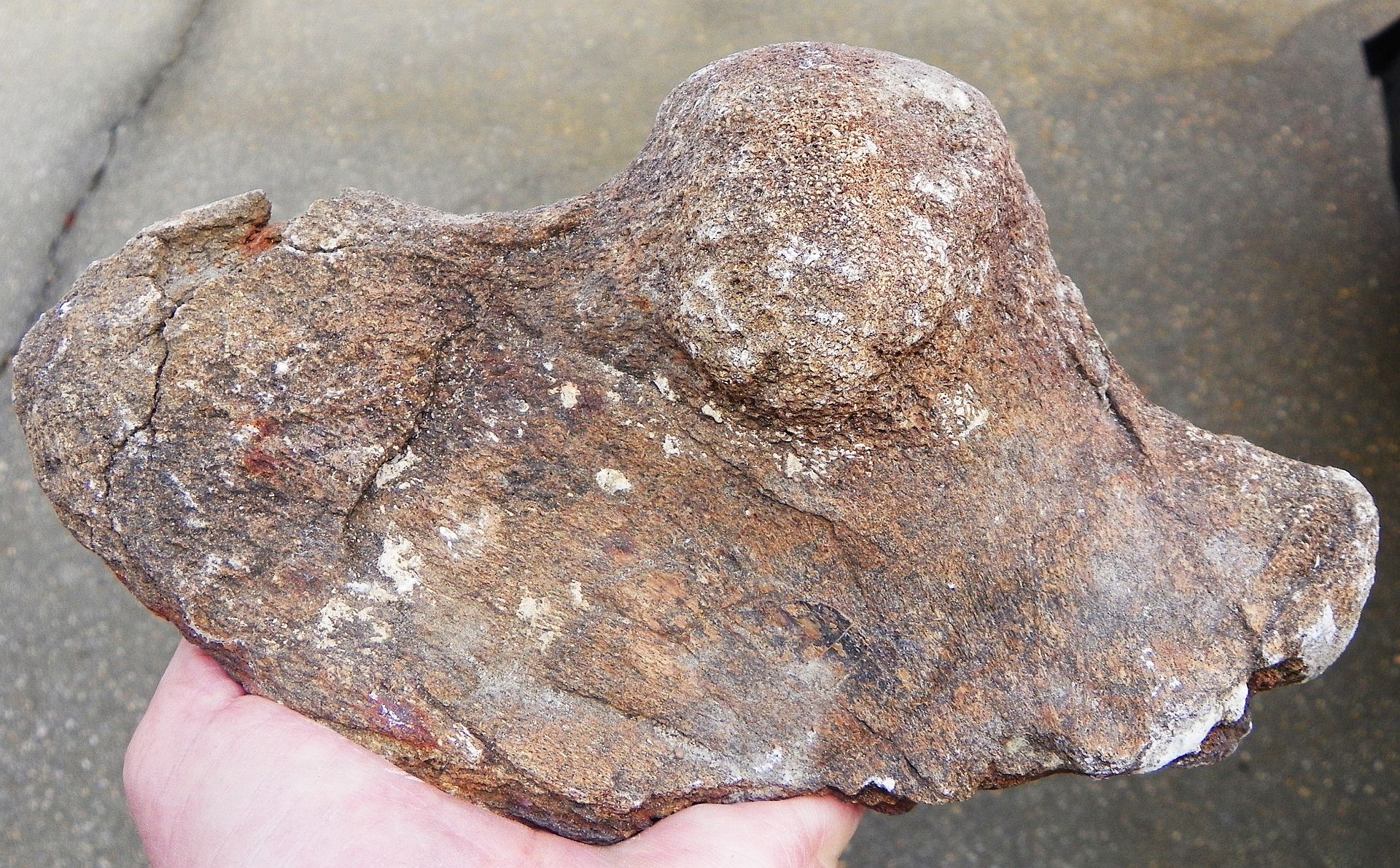Bone Material - Fossil ID - The Fossil Forum