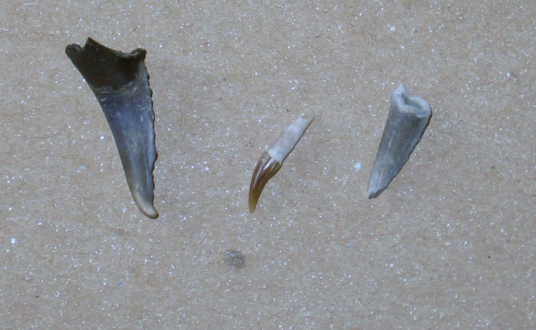 Show Us Your Dolphin And Prosqualodon Teeth - Member Collections - The ...