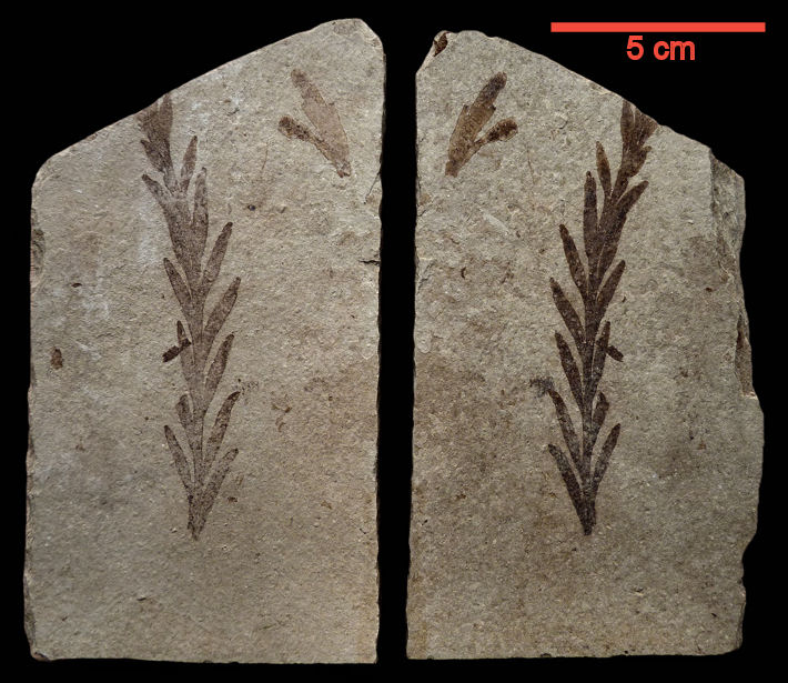 Post your Fossil Algae - Member Collections - The Fossil Forum