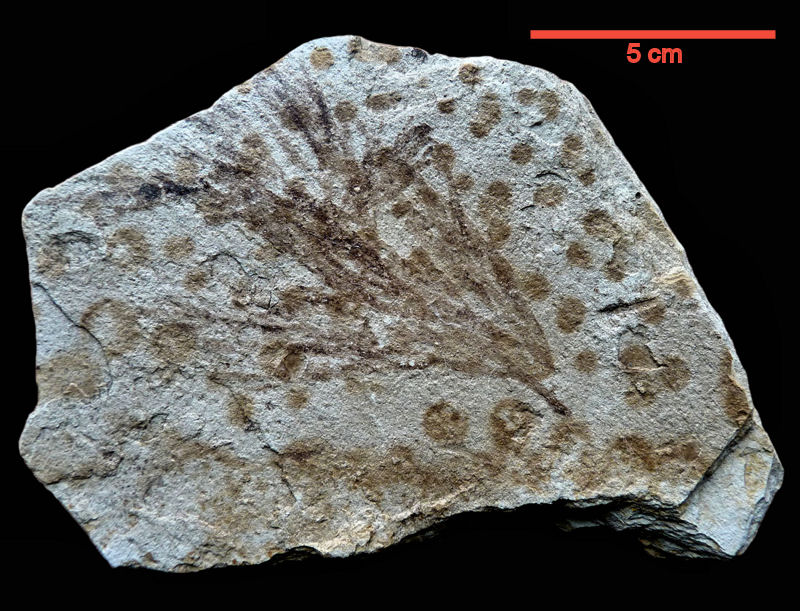 Post your Fossil Algae - Member Collections - The Fossil Forum