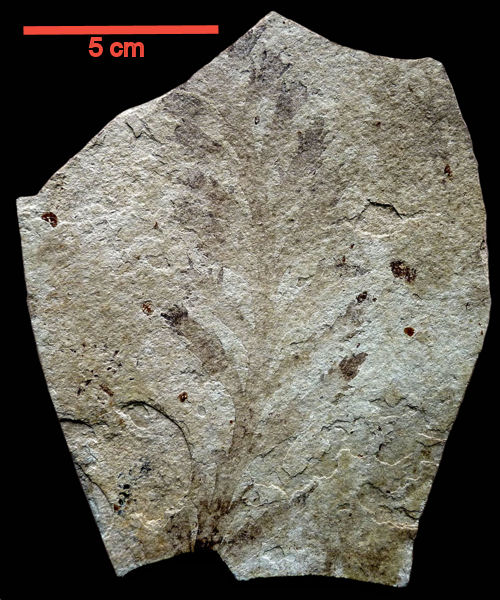 Post your Fossil Algae - Member Collections - The Fossil Forum