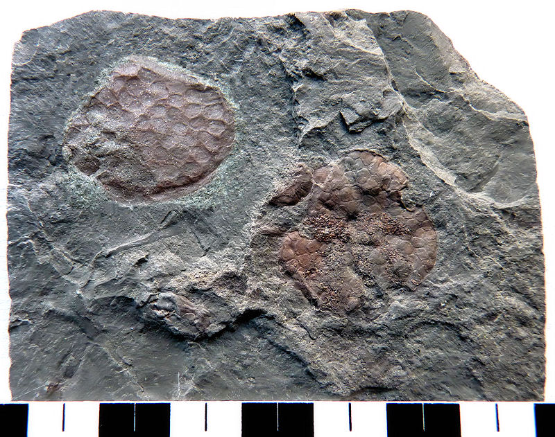 Post your Fossil Algae - Member Collections - The Fossil Forum