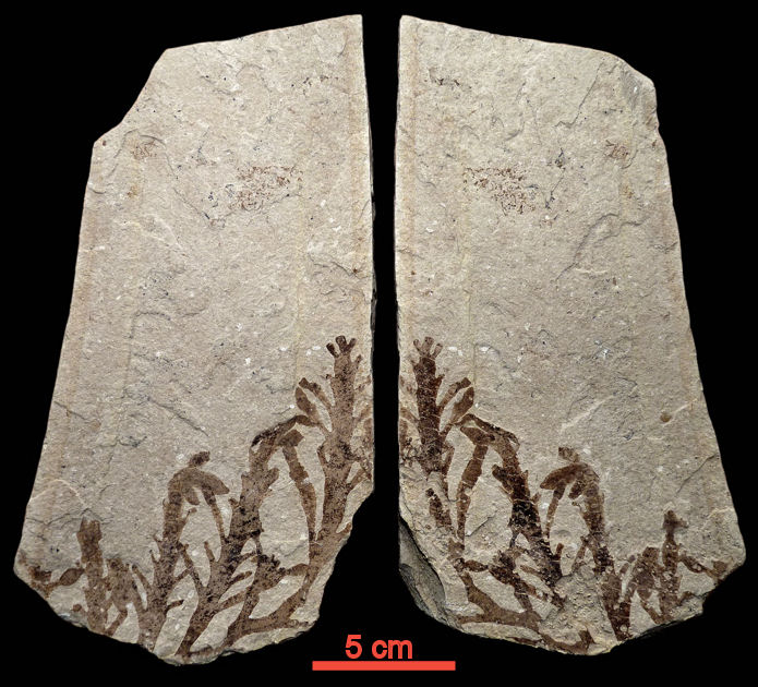 Post your Fossil Algae - Member Collections - The Fossil Forum