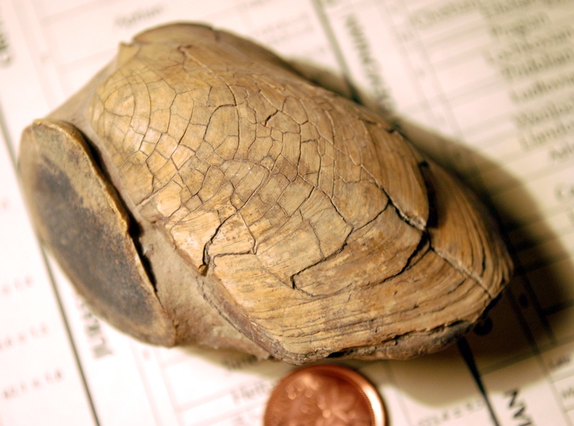 Tx Pennsylvanian Bivalve - Name/location? - Fossil ID - The Fossil Forum