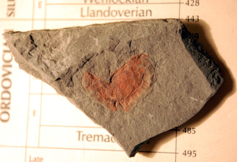 Some Recent Acquisitions - Member Collections - The Fossil Forum