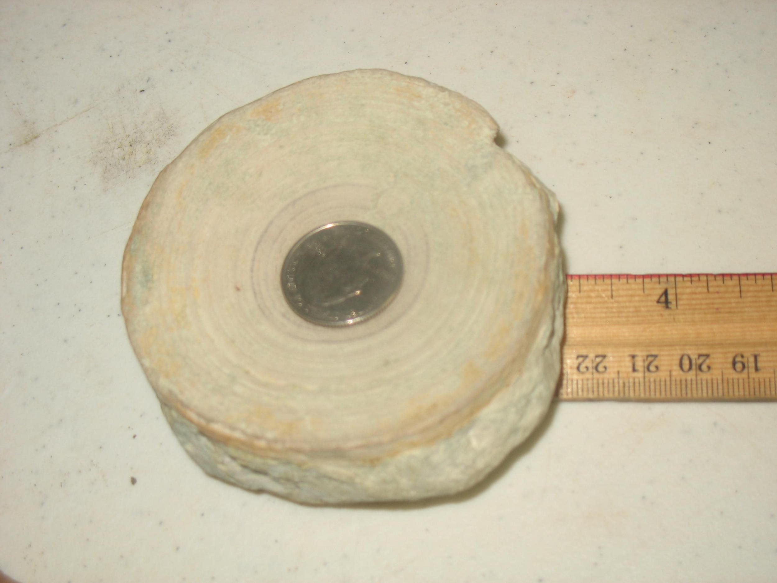 Large Shark Vertebra - Leptostyrax Macrorhiza? - Fossil ID - The Fossil ...