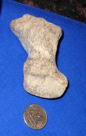 Help With Some Toes - Fossil ID - The Fossil Forum