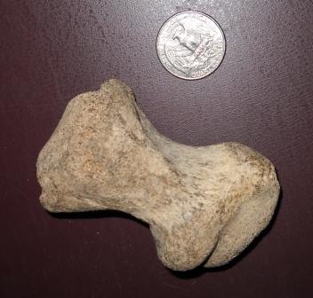 Help With Some Toes - Fossil ID - The Fossil Forum