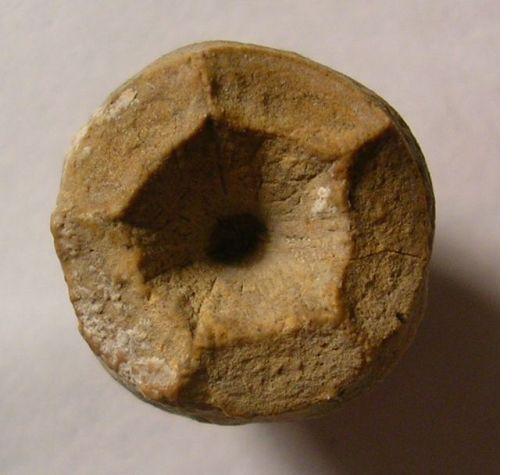 Crinoid Calyx? - Fossil ID - The Fossil Forum