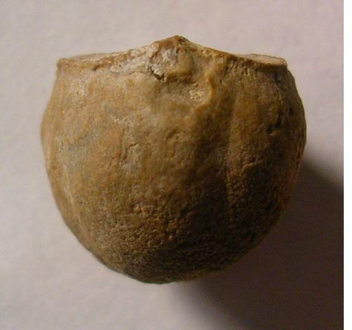 Crinoid Calyx? - Fossil ID - The Fossil Forum