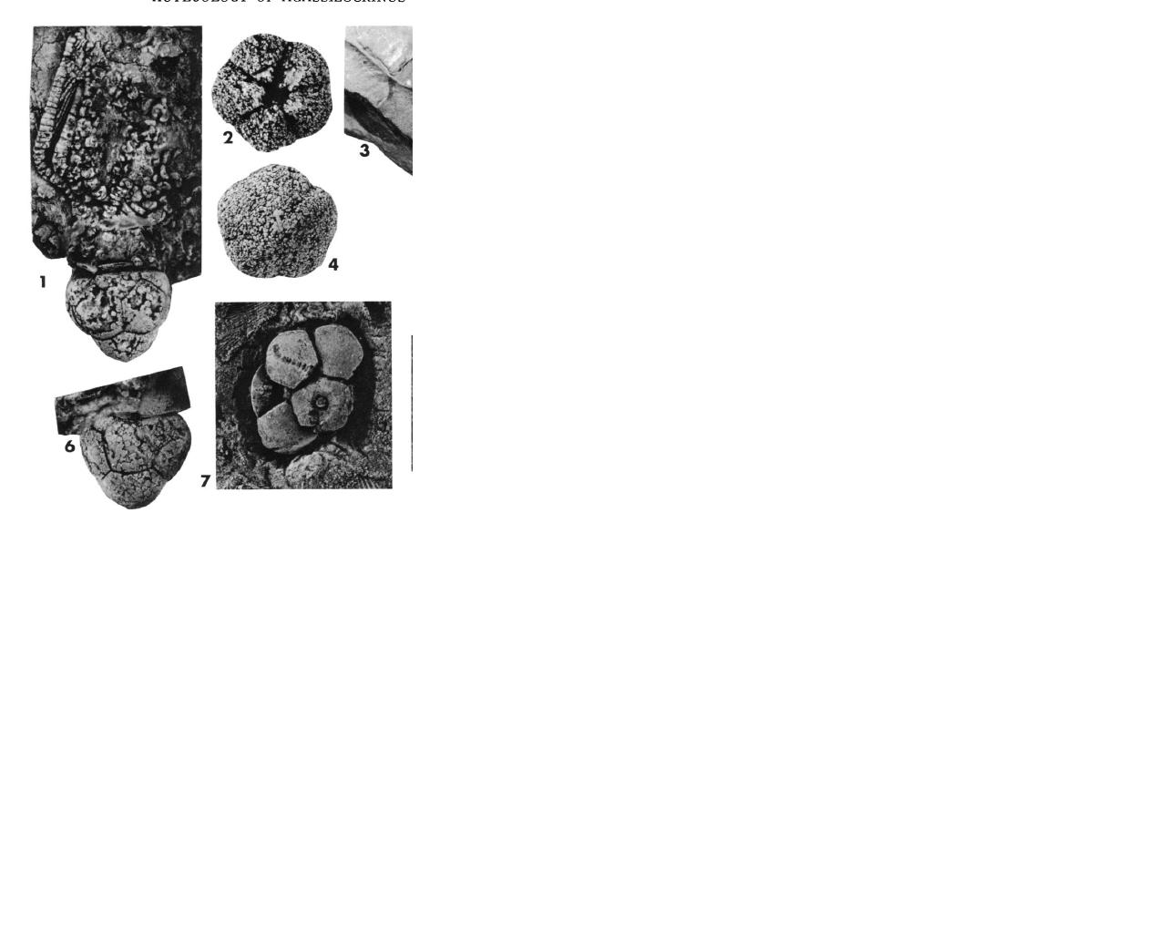 Crinoid Calyx? - Fossil ID - The Fossil Forum