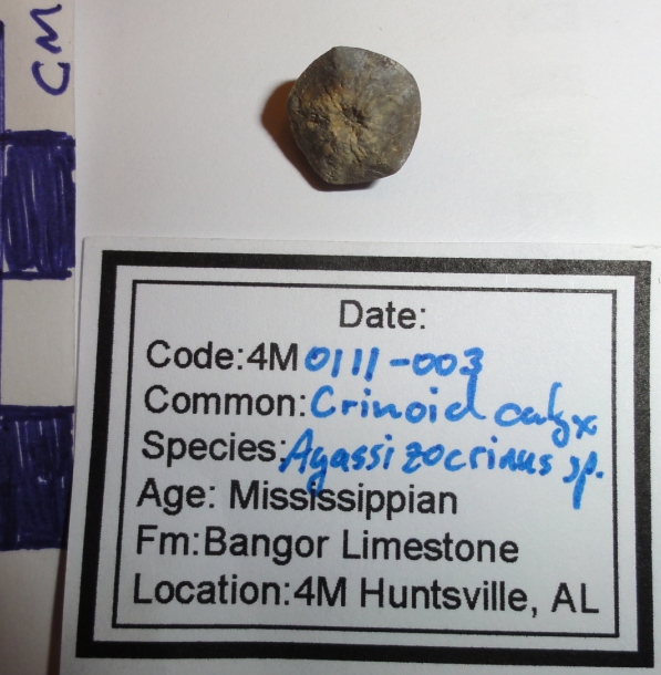 Crinoid Calyx? - Fossil ID - The Fossil Forum