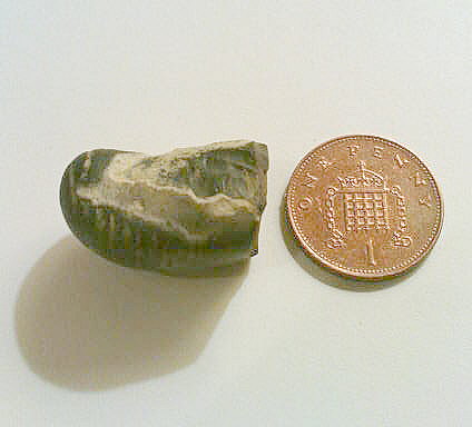 Finger-Like Fossil ? - Fossil ID - The Fossil Forum
