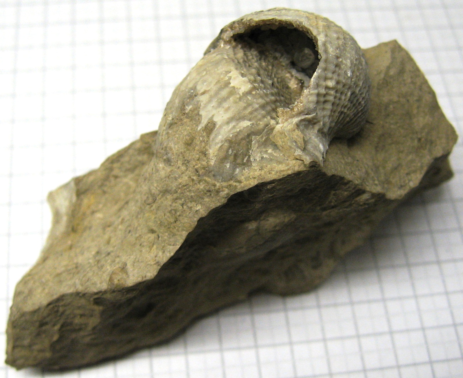 Brachiopod Living Chamber ? - Questions & Answers - The Fossil Forum