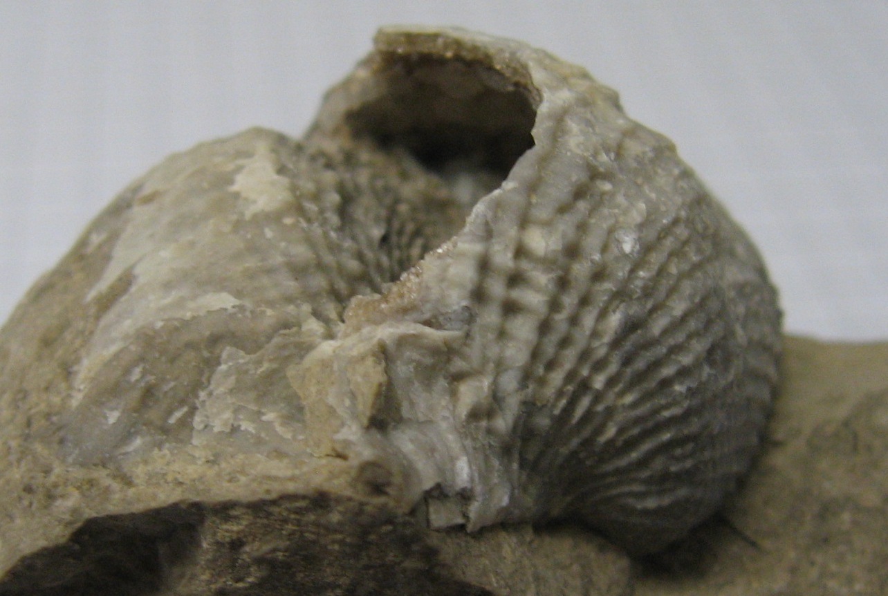 Brachiopod Living Chamber ? - Questions & Answers - The Fossil Forum