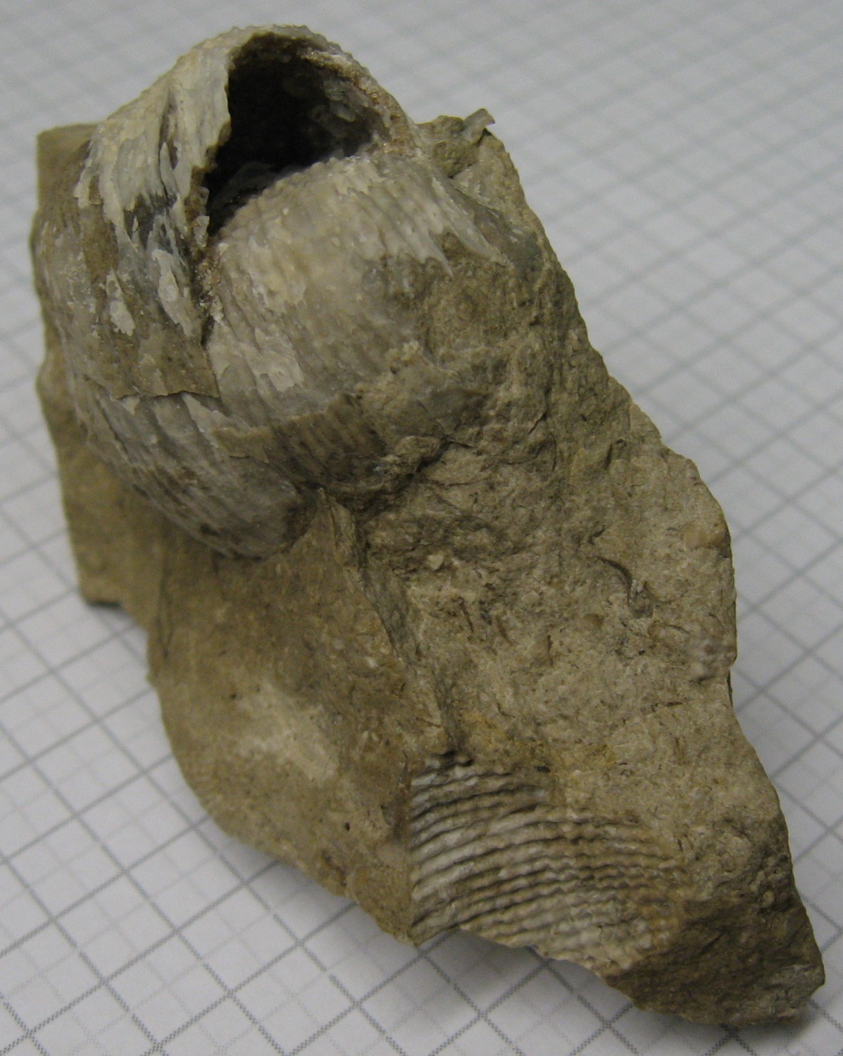 Brachiopod Living Chamber ? - Questions & Answers - The Fossil Forum