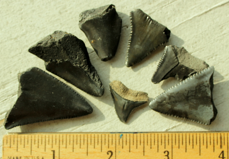 North Myrtle Beach Finds. - Member Collections - The Fossil Forum